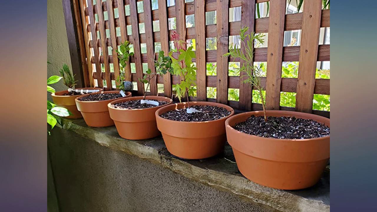 Bonsai Tree Bundle | Collection of 5 Live Tree Seedlings | The Jonsteen ...