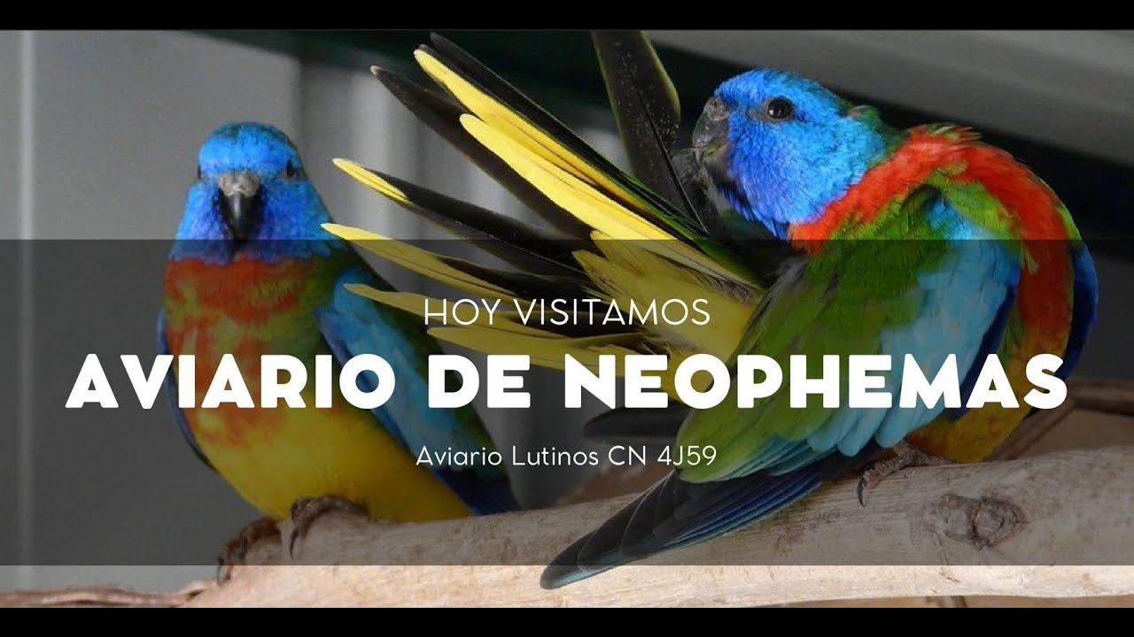 Hoy visitamos: Aviario de Neophemas - YouTube