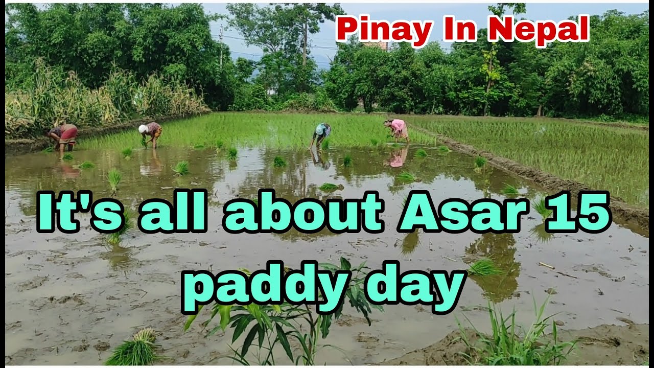 It's all about Asar 15 paddy day - YouTube