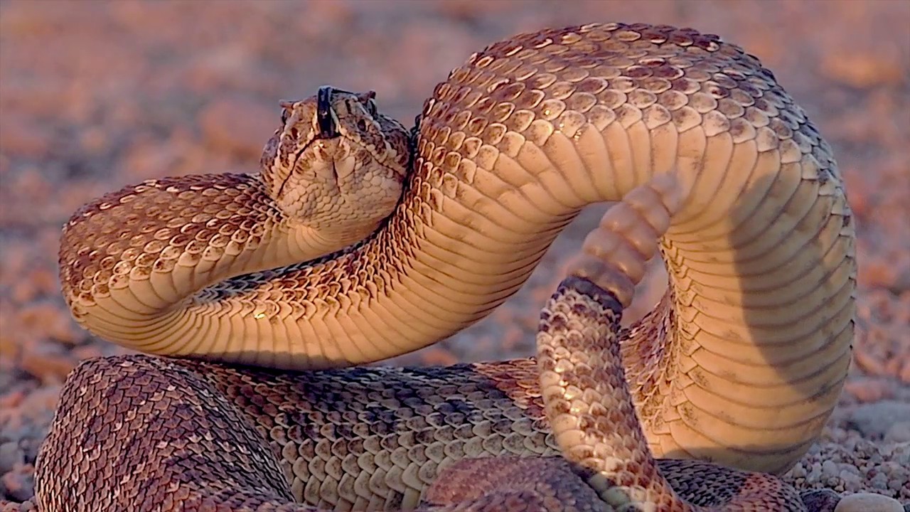 Prairie Rattlesnake - YouTube