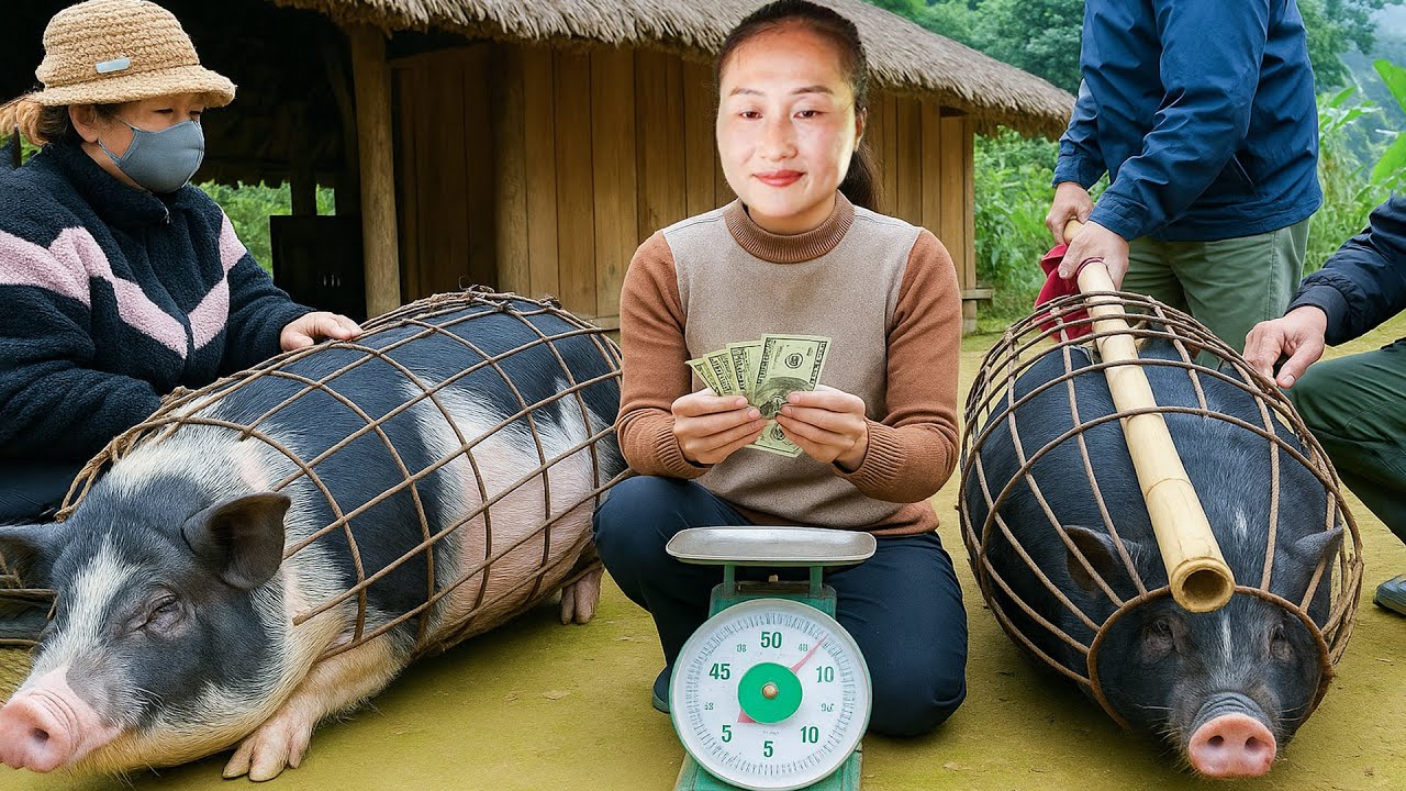 Selling pigs for profit after years of raising them, harvesting taro ...