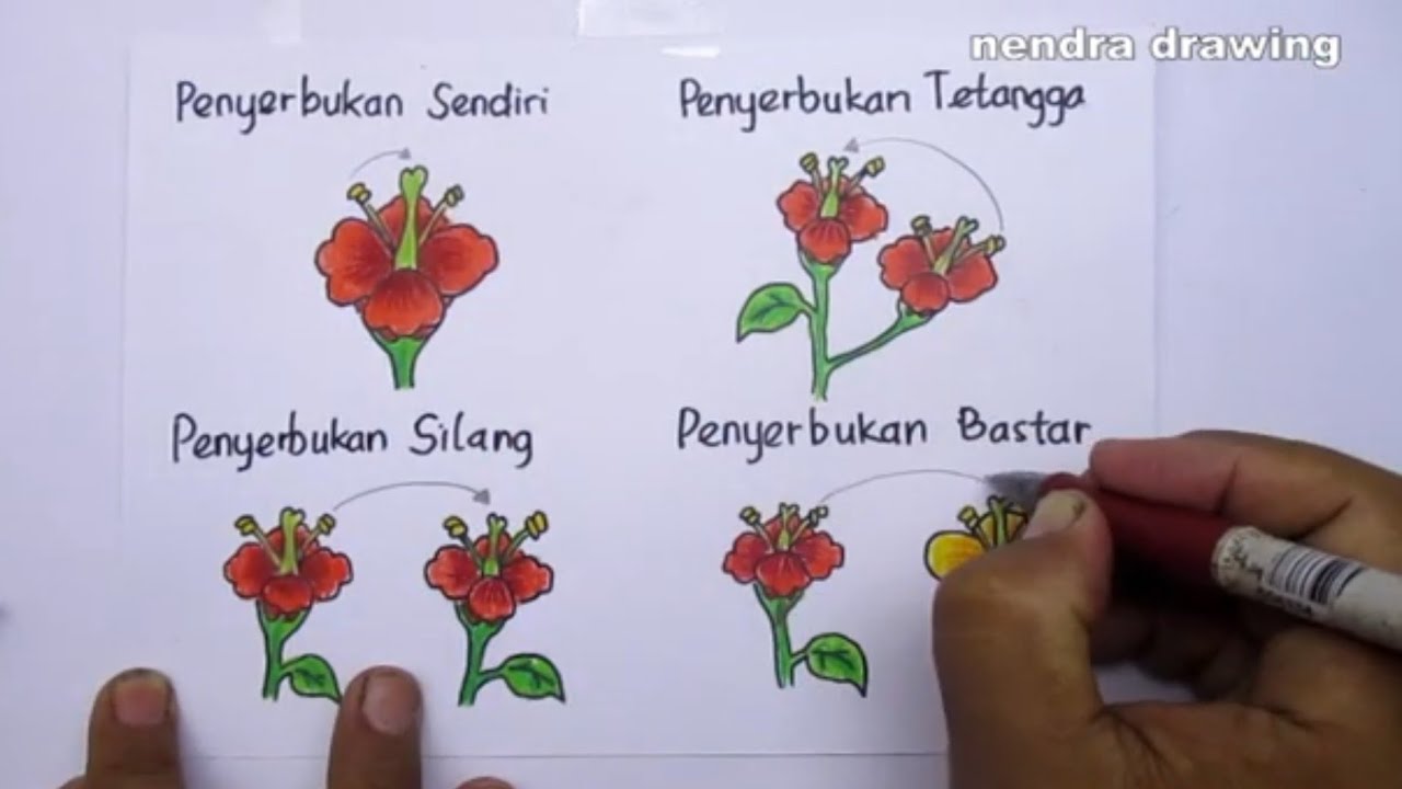 cara menggambar macam penyerbukan tanaman - YouTube