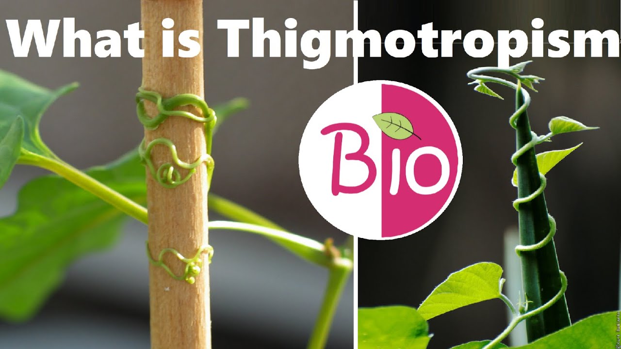 What is Thigmotropism? by Simply The Best BIO - YouTube