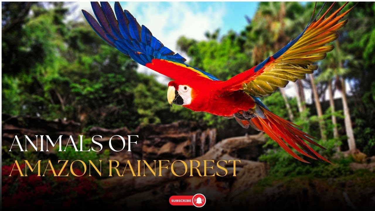 Facts About Amazon Rainforest | Animals That Call The Jungle Home # ...