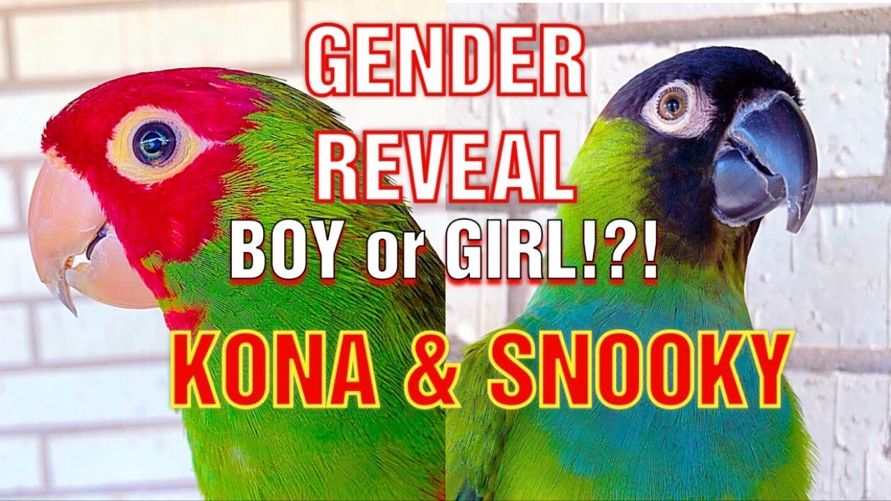 Bird Gender Reveal Party - YouTube