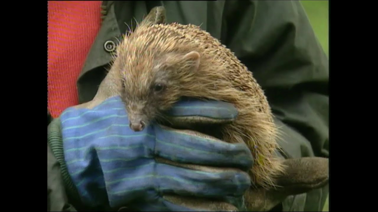 Tots TV - Hedgehog (1993) - YouTube