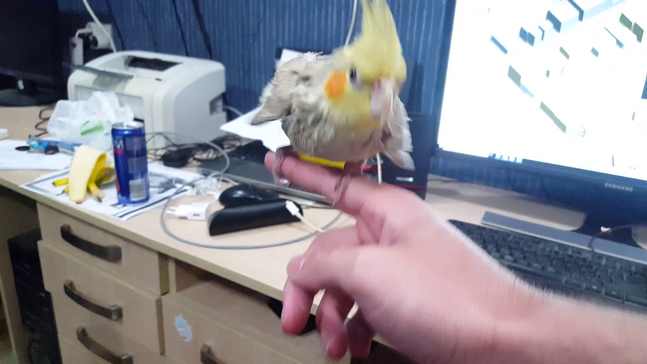 Birb Dancing on Somewhere over the rainbow - YouTube