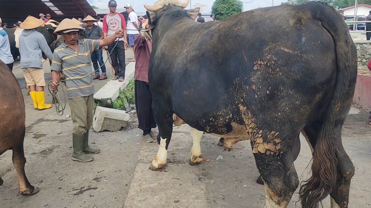 50 juta SIMENTAL MONCONG LERENG MERAPI TURUN GUNUNG - YouTube