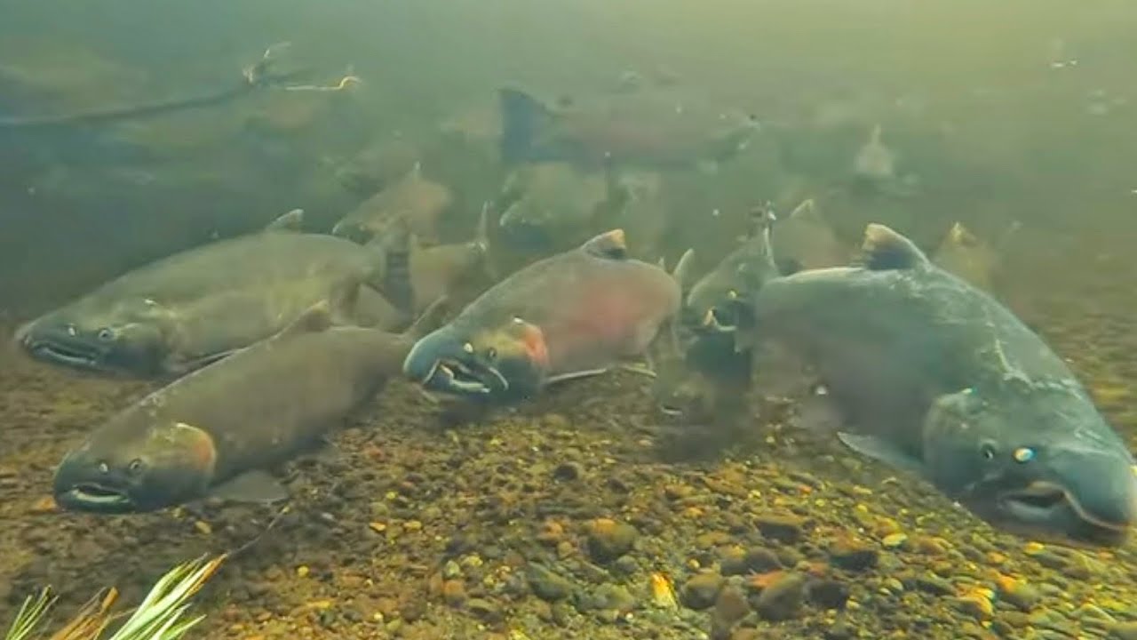 UNBELIEVABLE Under Water Salmon FISHING Footage!! - YouTube