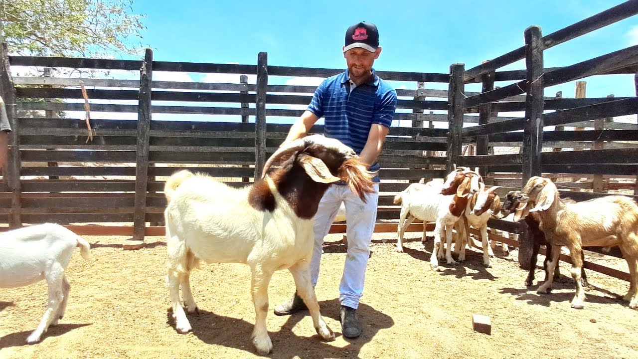 VAL DA FEIRA DE CAPRINOS E OVINOS MOSTRA TODAS CRIAÇÕES A VENDA EM DOIS ...