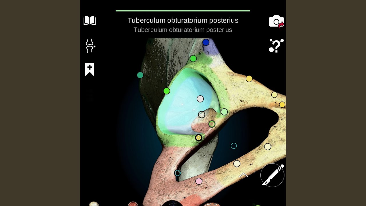 TUBERCULUM OBTURATORIUM POSTERIUS - YouTube