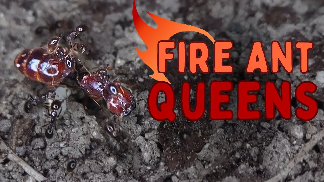 Everything Went Wrong While Looking for Fire Ant Queens in Mexico - YouTube