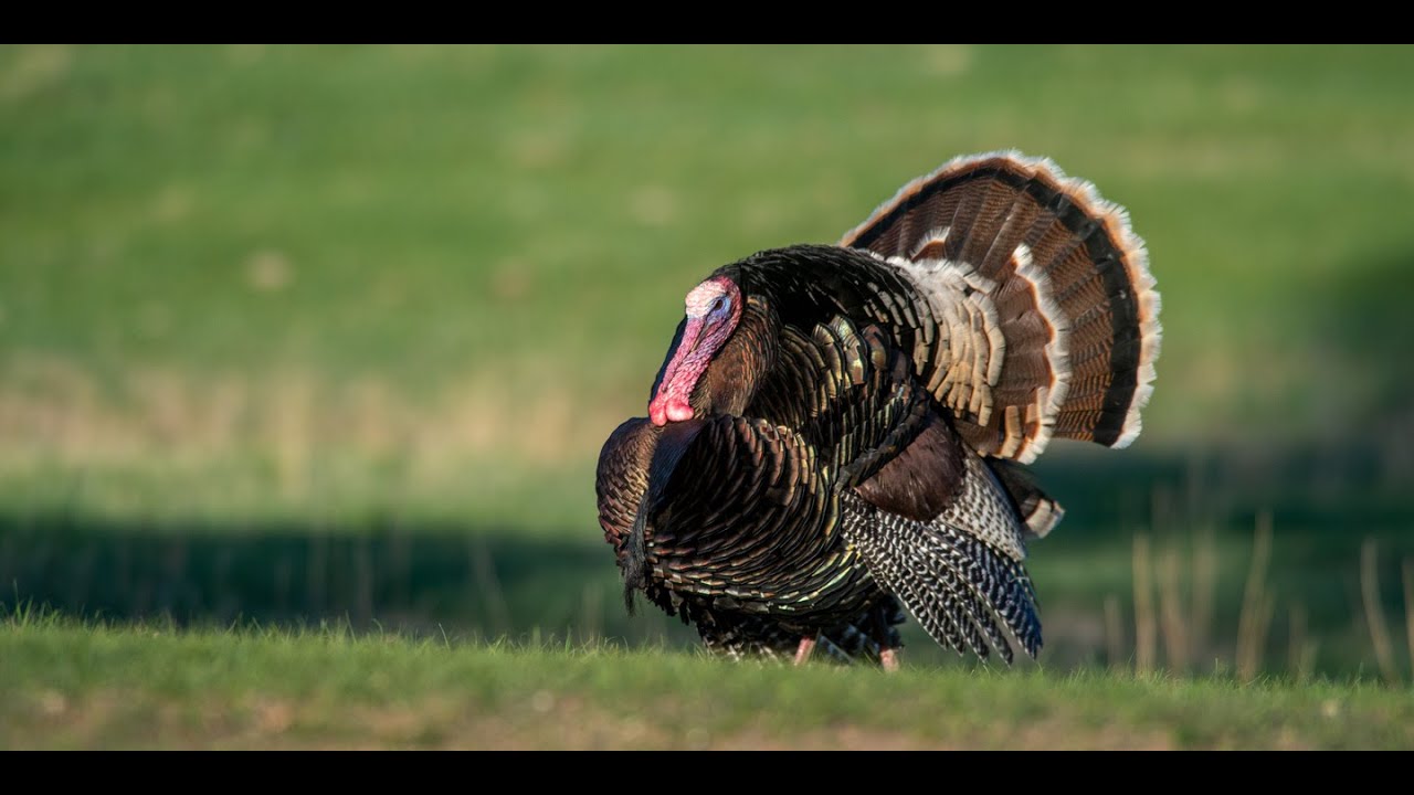 Turkey Time But Realistic - YouTube
