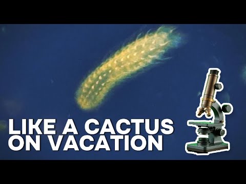 "Crawling Cactus" & Relaxing Music | Video For Your Micro Fix - YouTube