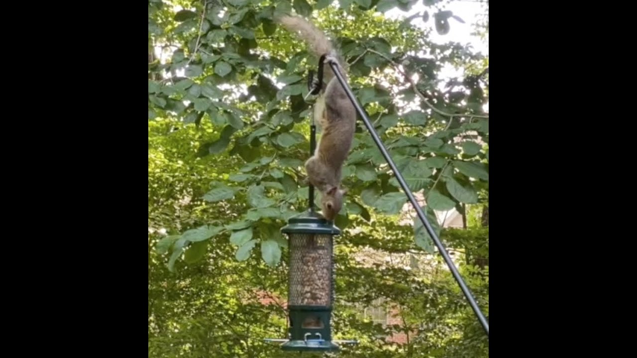 Frustrated Hilarious Talking Squirrel on Birdfeeder - YouTube