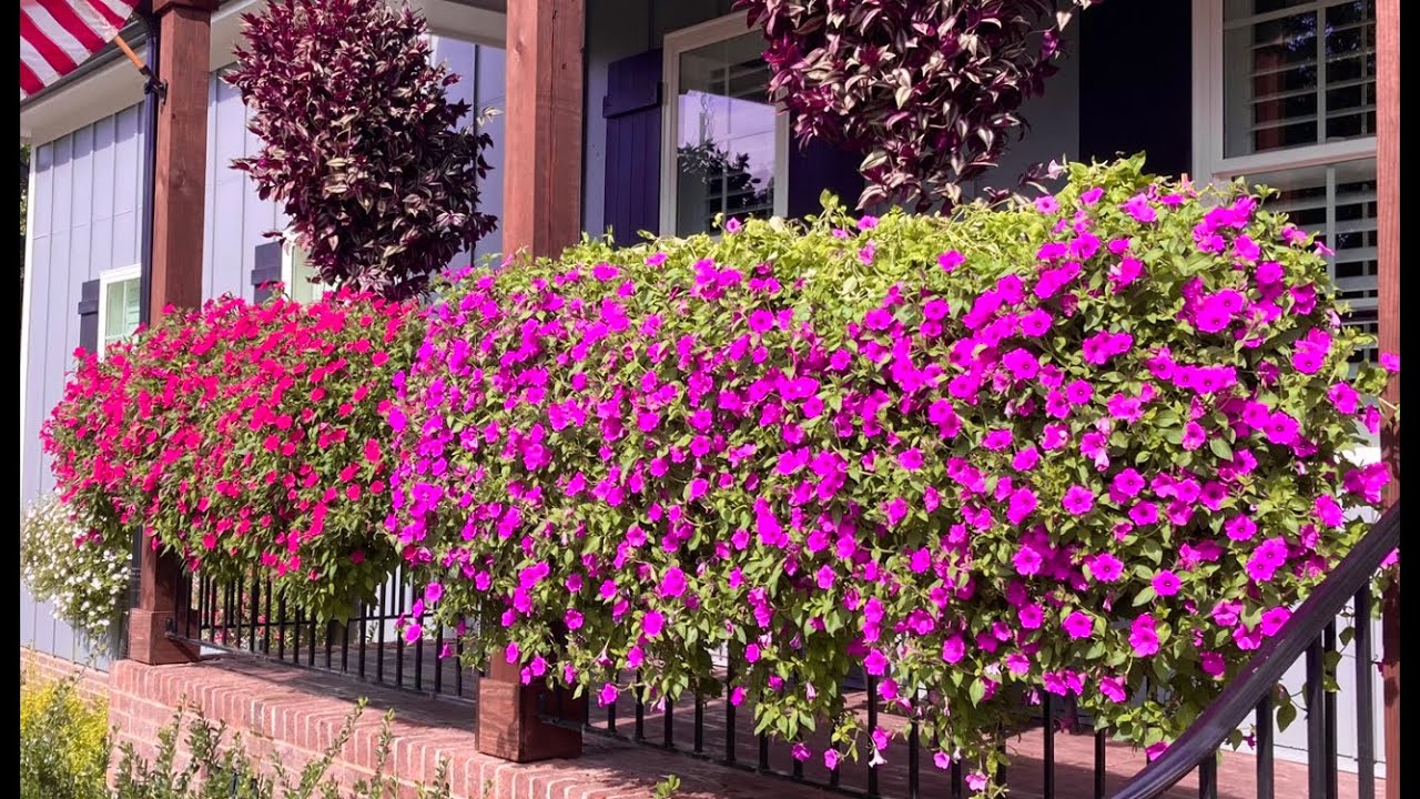 🌺 Supertunia Vista Window Boxes Week 17 Update - YouTube