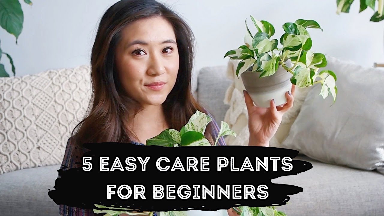 5 Easy Care Plants For Beginners | Fast Growing Houseplants - YouTube