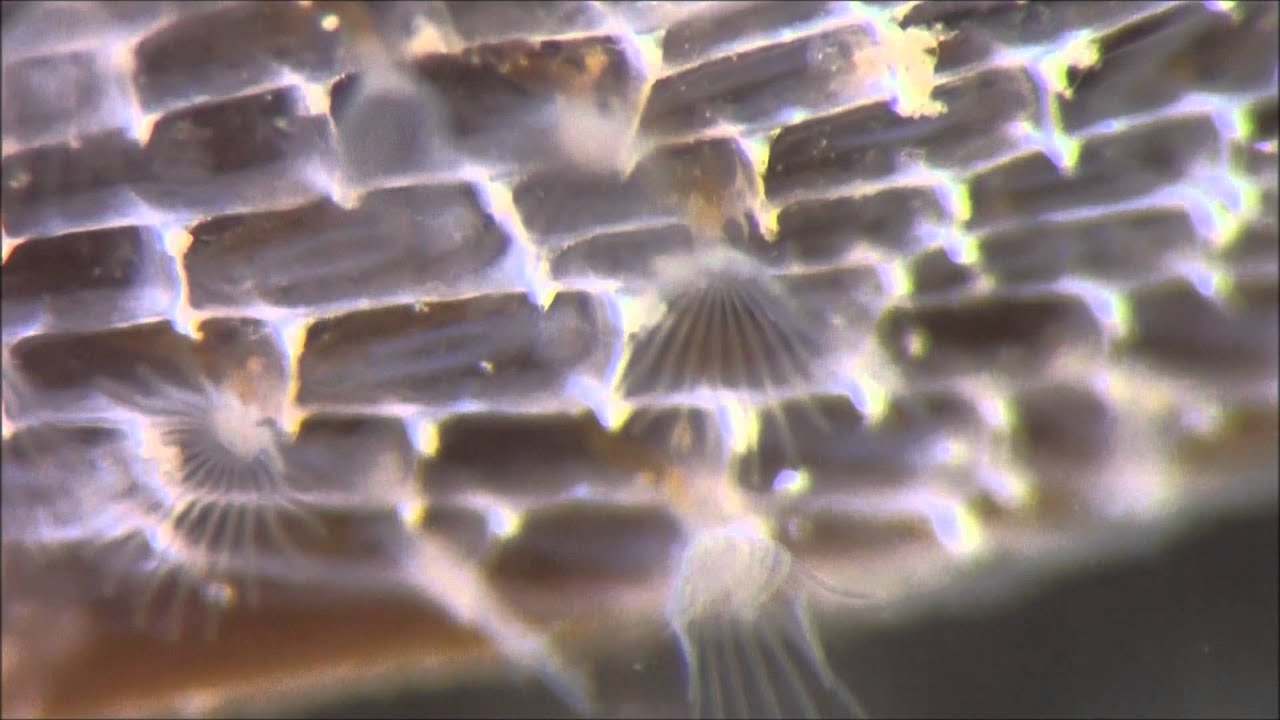 Membranipora membranacea (Bryozoa) - YouTube