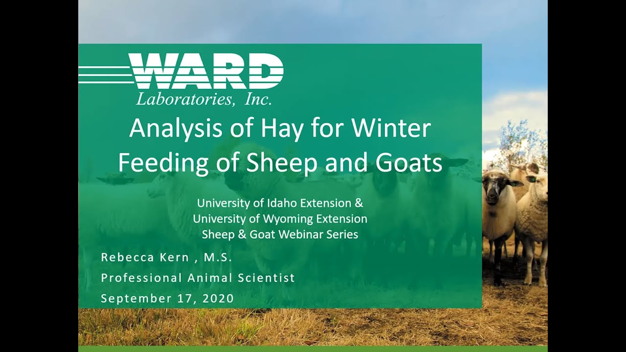 Analyzing Hay & Balancing Rations for Winter Feeding Sheep & Goats ...