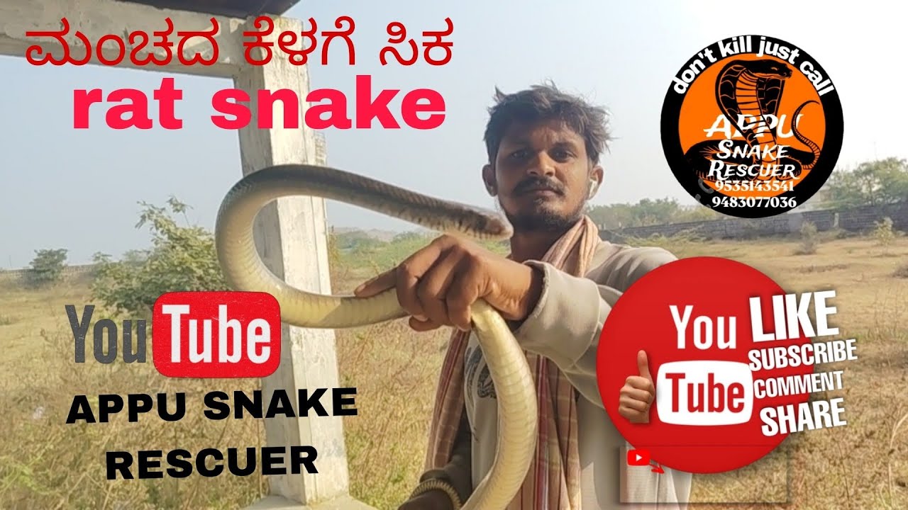 Rate Snake Rescue 🐍 - YouTube