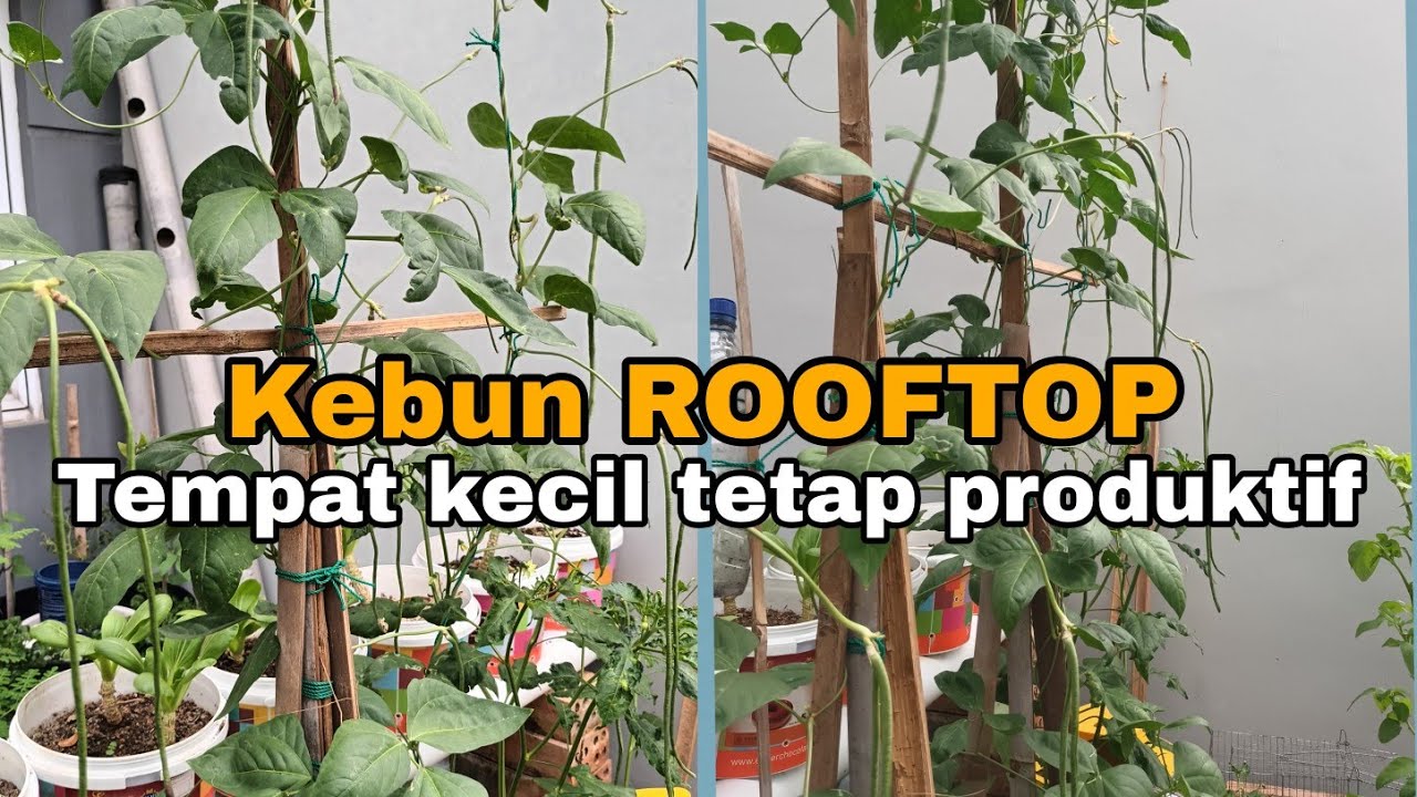Kebun ROOFTOP. Tempat kecil tetap produktif - YouTube