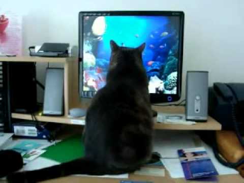 IT cat song with funny cats playing on the computer - YouTube