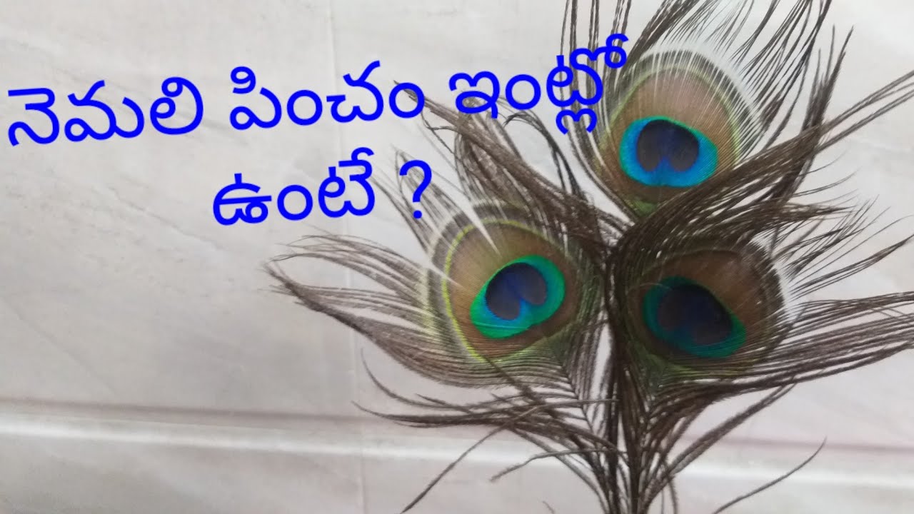 ఇంట్లో నెమలి పించం ఉంటే ఏమి జరుగుతుందో మీకు తెలుసా? / Nemali Pincham ...