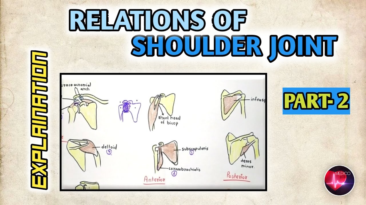 RELATIONS of "SHOULDER JOINTS" | Part-2 | Shoulder Joints | Anatomy ...