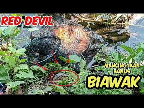 IKAN KU DISAMPERI PREDATOR ( BIAWAK ) . mancing ikan hama red devil danau Cikarang ( terpedo ...