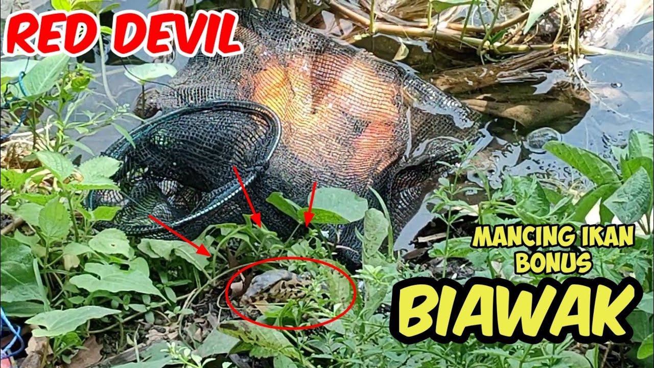 IKAN KU DISAMPERI PREDATOR ( BIAWAK ) . mancing ikan hama red devil ...