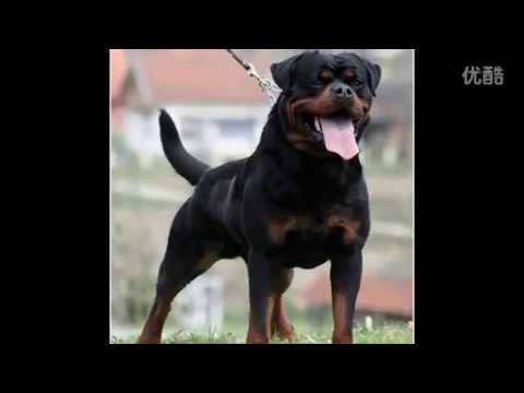Rottweiler the best dog - YouTube