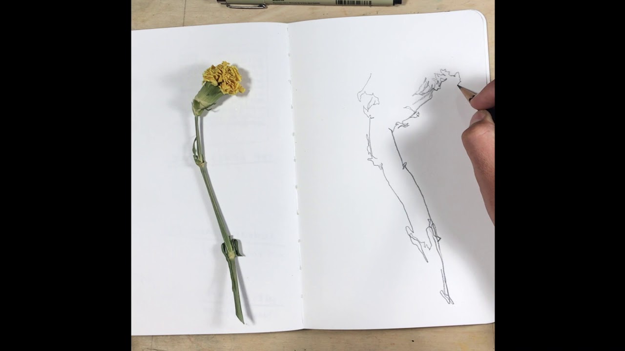 Drawing From Nature: Blind Contour Exercise Example (Real Time) - YouTube
