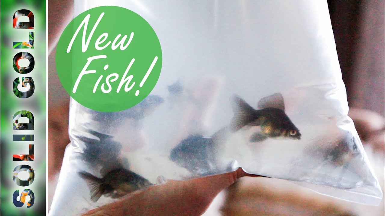 US Bred Baby Broadtail Moors - YouTube