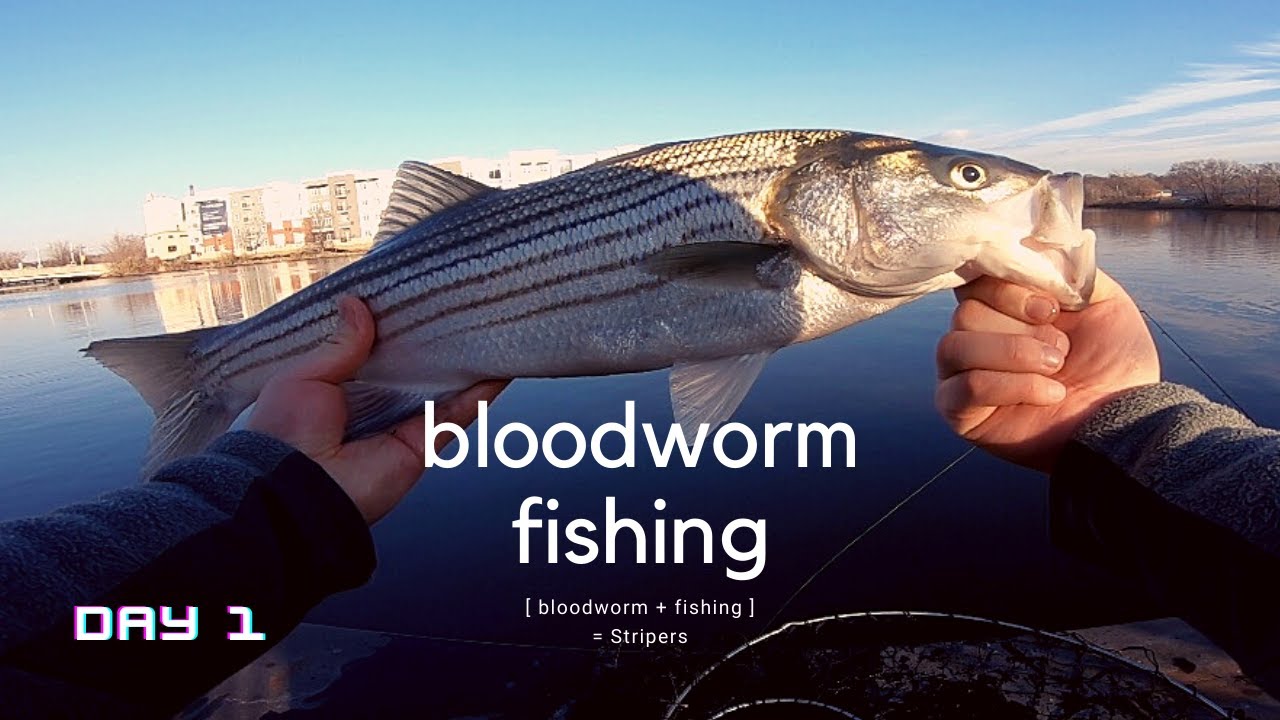 How I Catch River Stripers with PRESERVED BLOODWORMS | Day 1 - YouTube