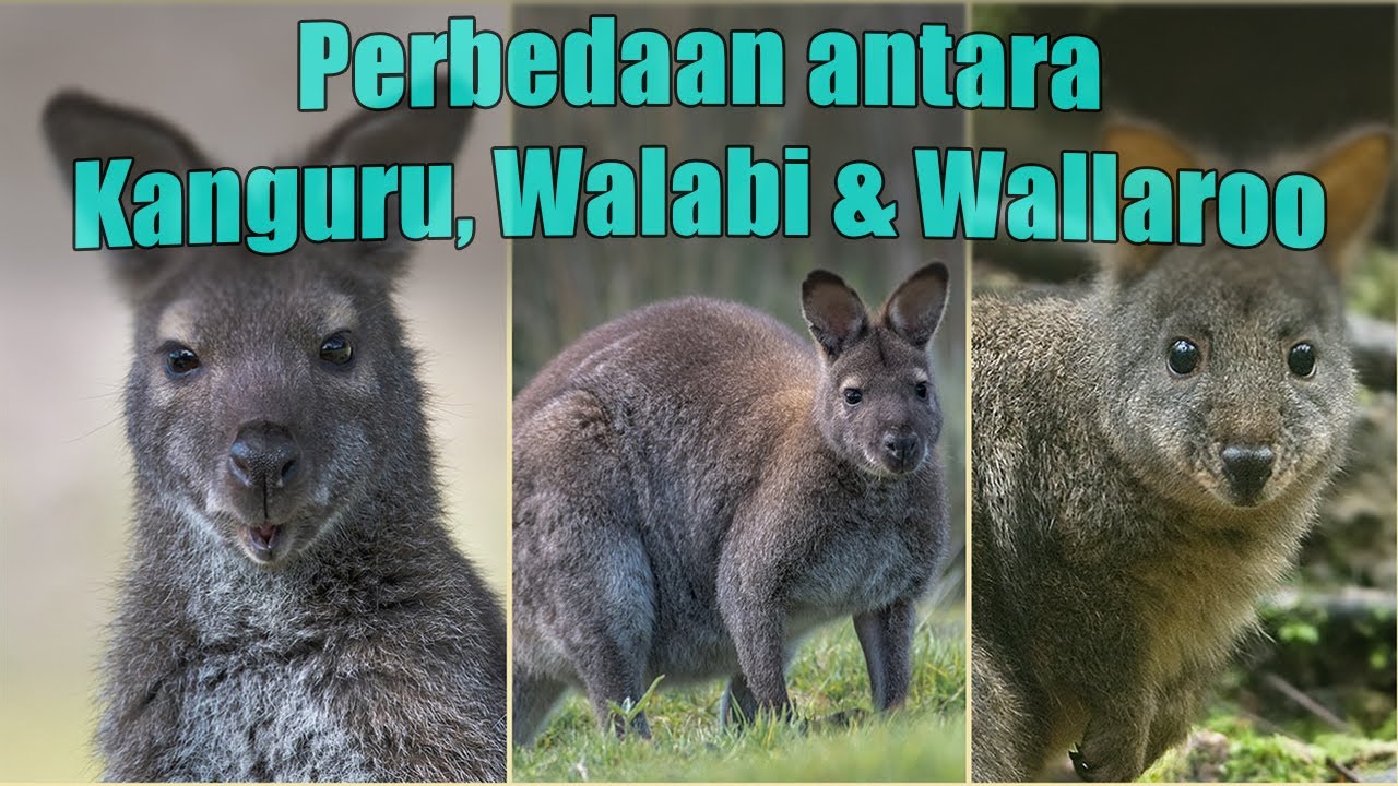 Perbedaan & Persamaan Antara Kanguru, Walabi dan Wallaroo - YouTube