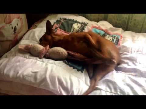 Cachorro (Kily) na siririca com o seu namorado (Nheco)