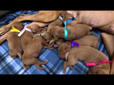Nov 1 litter announcement - YouTube