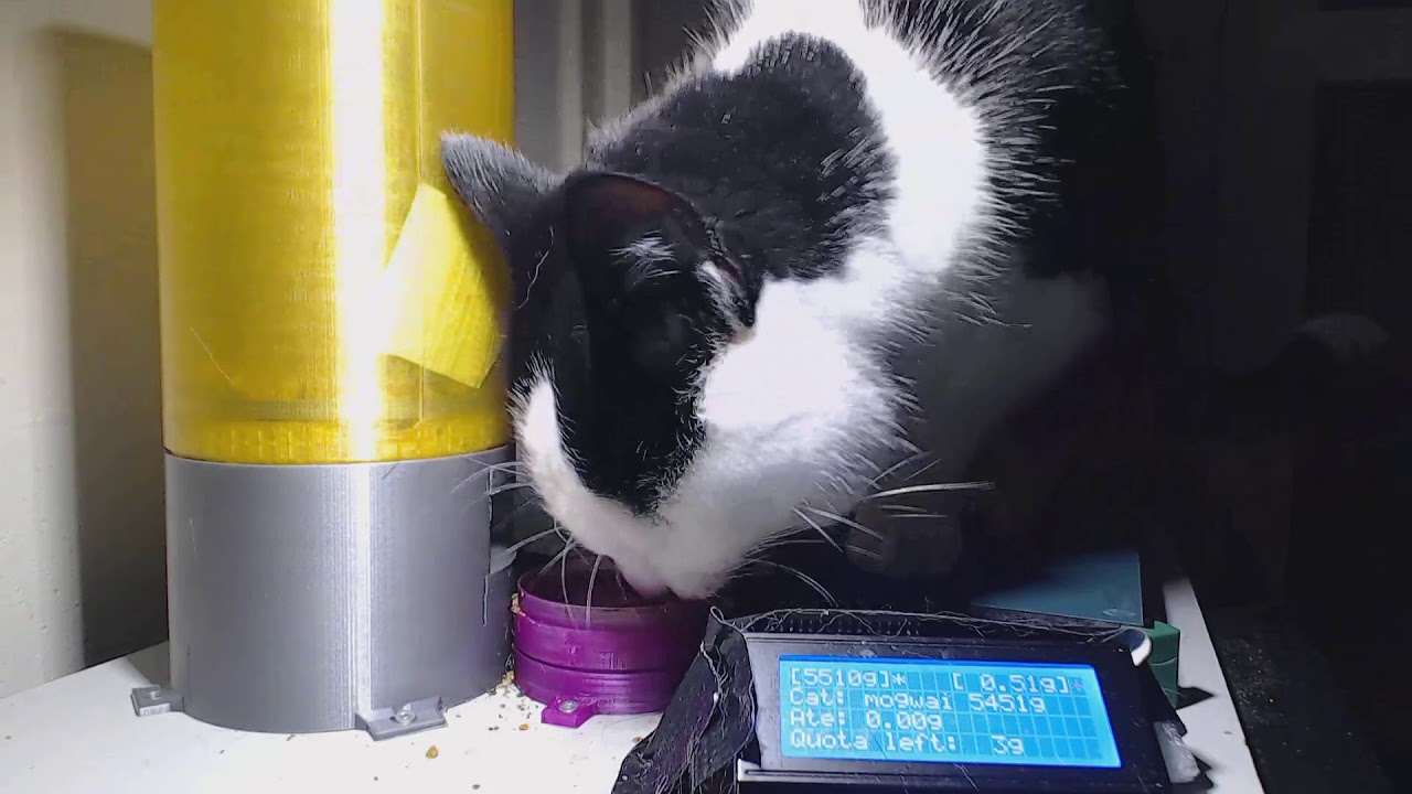 My cats eating (Live cat stream) - YouTube