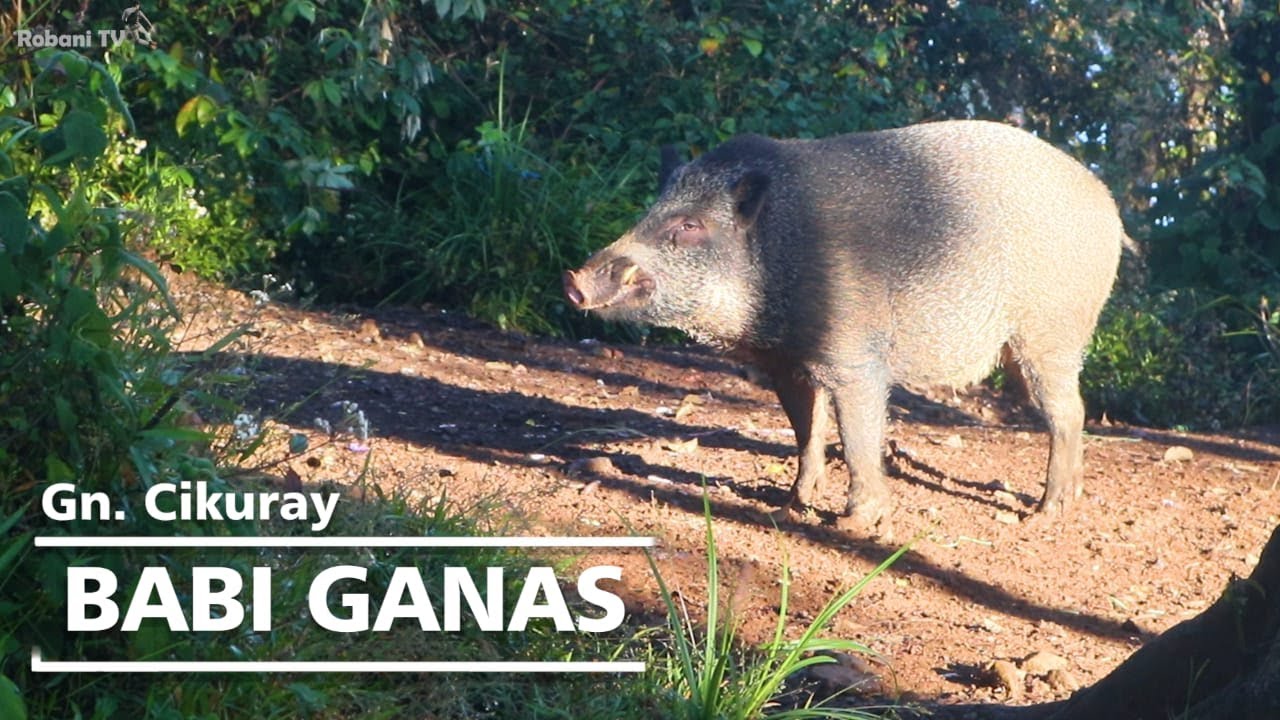 Bagas Gunung Cikuray - YouTube
