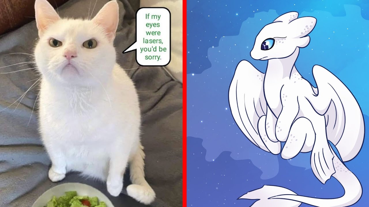 😂Cat Memes: Light Fury Cat and Toothless Dancing Funniest Dogs (updated ...