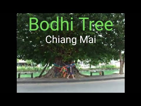 Watch a woman walking pass a Bodhi Tree in Chiang Mai, Thailand #manding