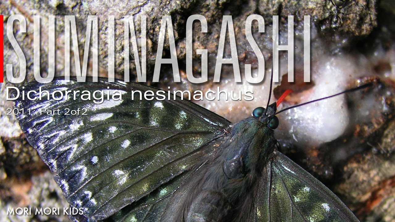 Suminagashi butterflies in Japan 2011 Part 2of2【スミナガシ】 - YouTube