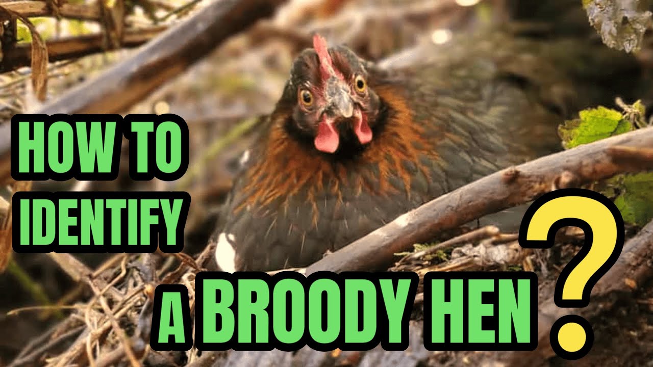 How to Identify and Care for a Broody Hen?| 4 Broodiness signs - YouTube