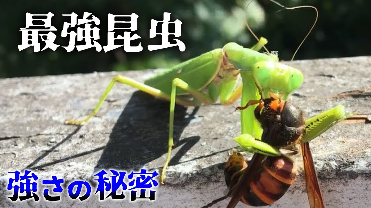 【ゆっくり解説】最強の昆虫 オオカマキリの特殊能力 Youtube