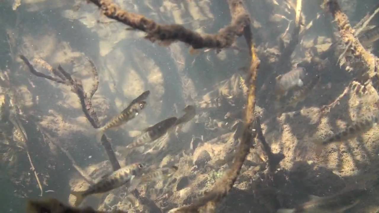 Chinook Fry - YouTube
