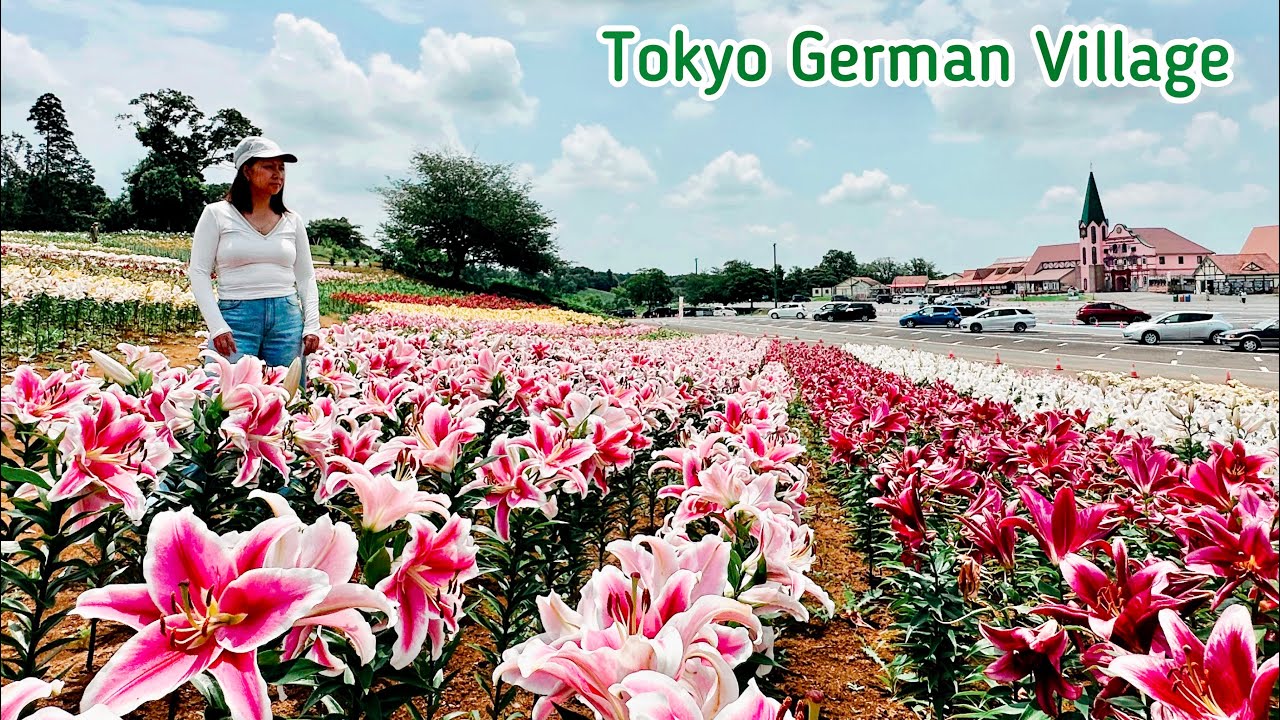 Lily’s flower blooms at Tokyo German Village.lilies scent has a very ...