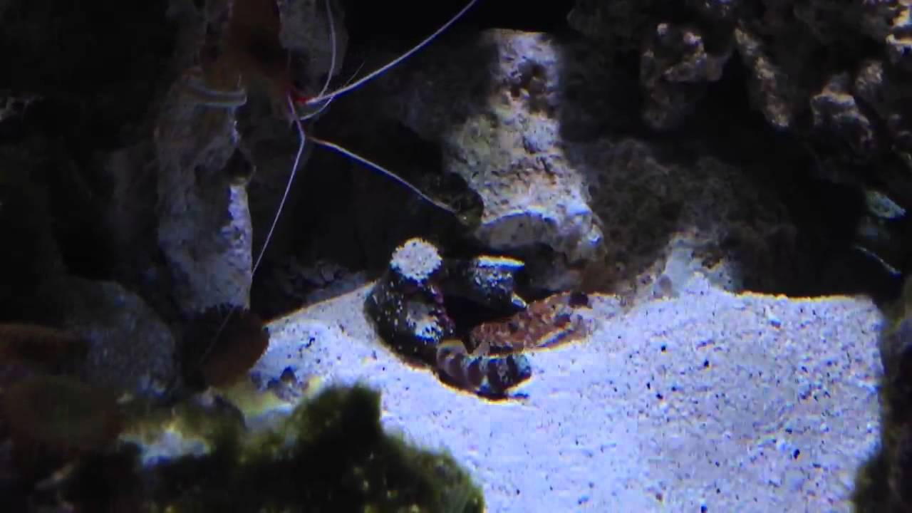 Wheelers goby with his tiger pistol shrimp buddy - YouTube