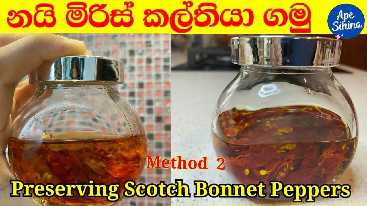 Preservatives Of Scotch Bonnet | Nai miris kal thaba ganima | Method of ...