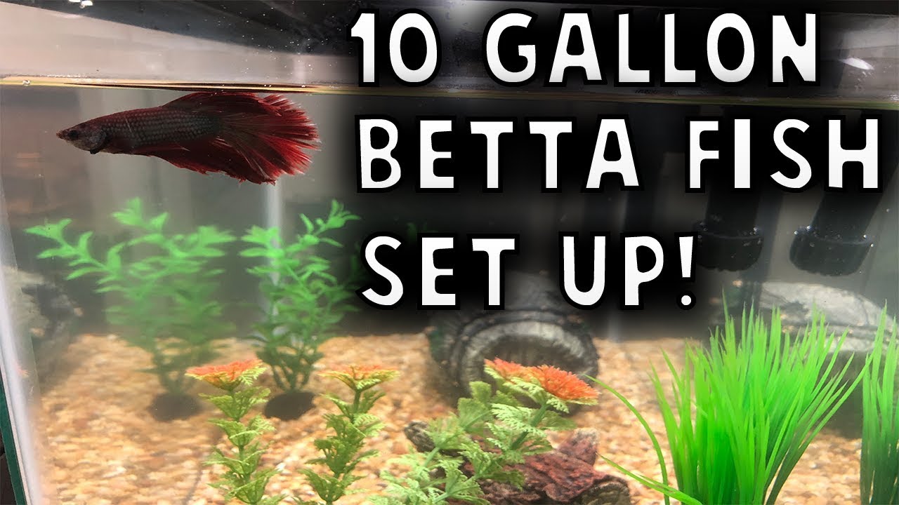New Ten Gallon Betta Fish Tank Set-Up! - YouTube