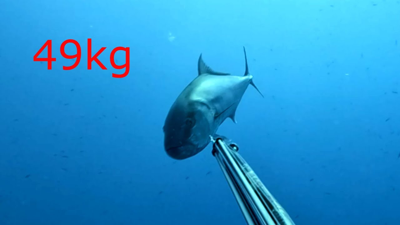 Serviola gigante de 49 kg del pescador Gruper1007 - YouTube